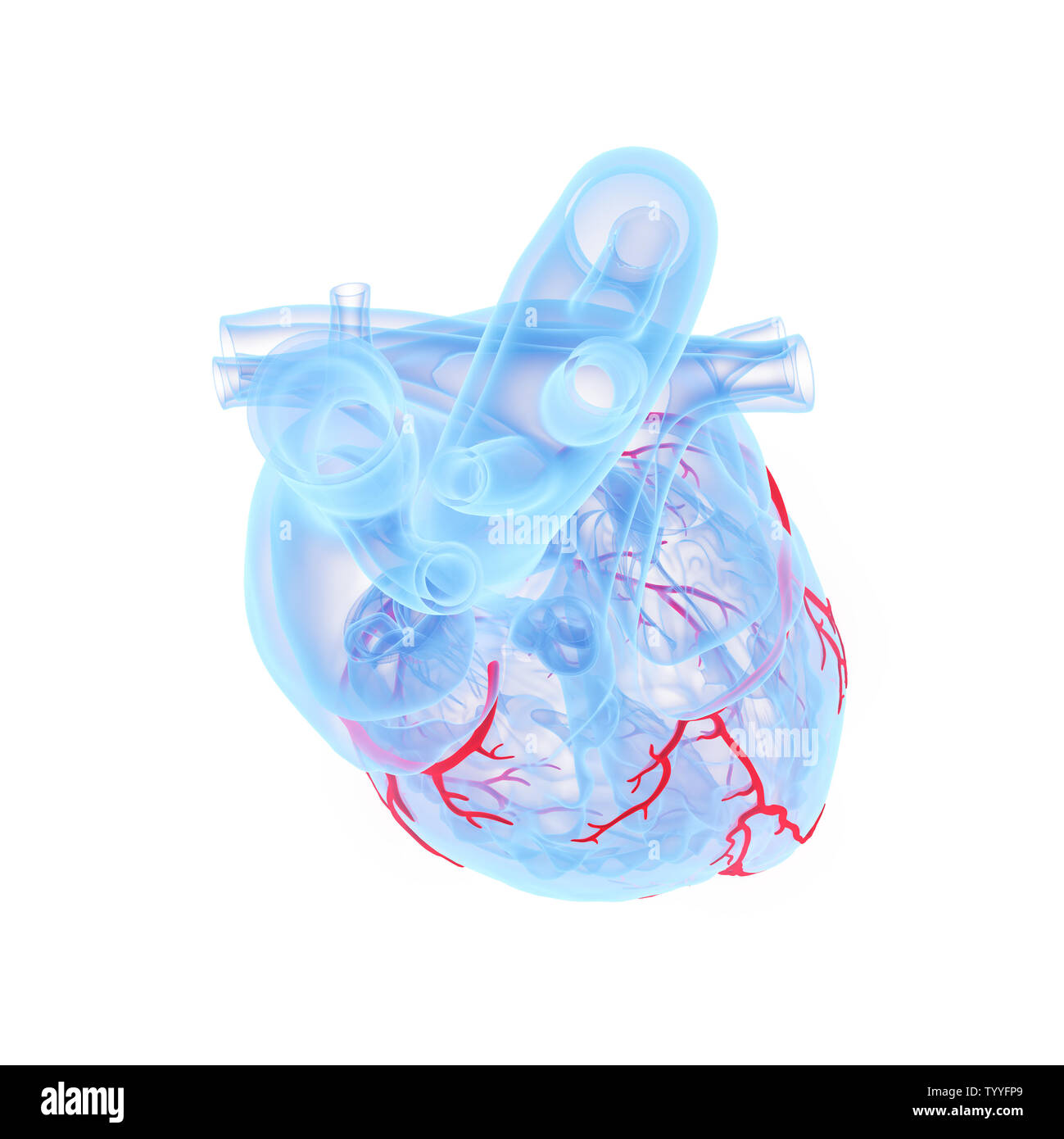3d rendered medically accurate illustration of the coronary blood ...