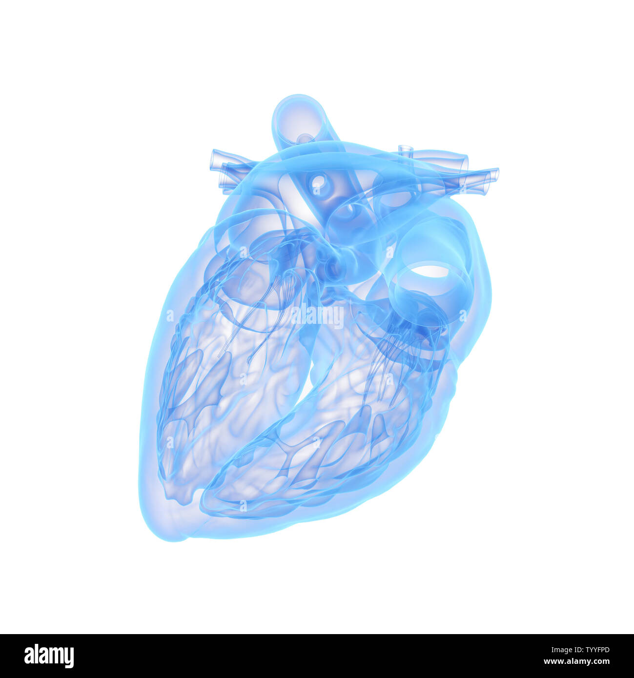 3d rendered medically accurate illustration of a human heart Stock ...