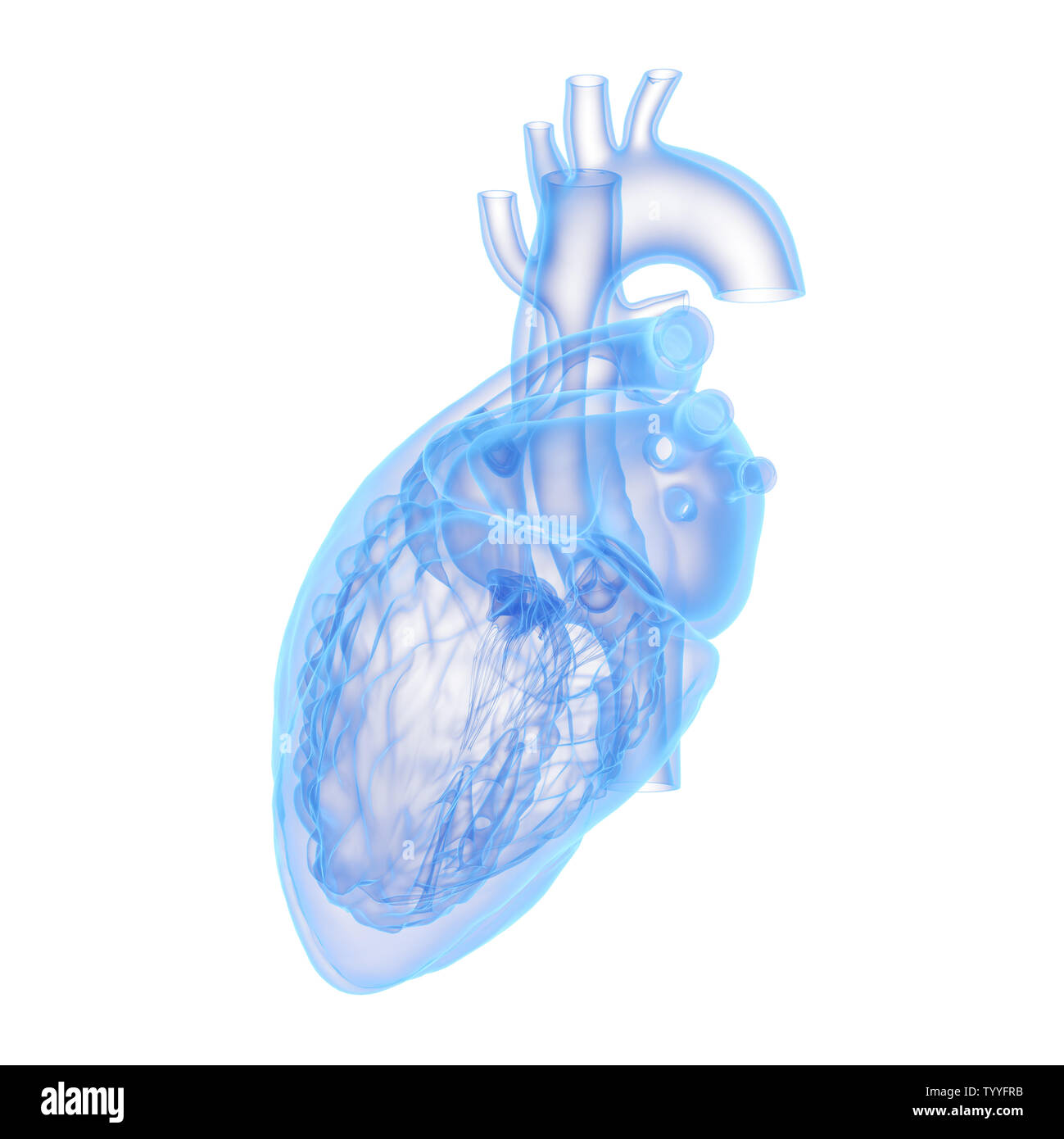 3d rendered medically accurate illustration of a human heart Stock ...