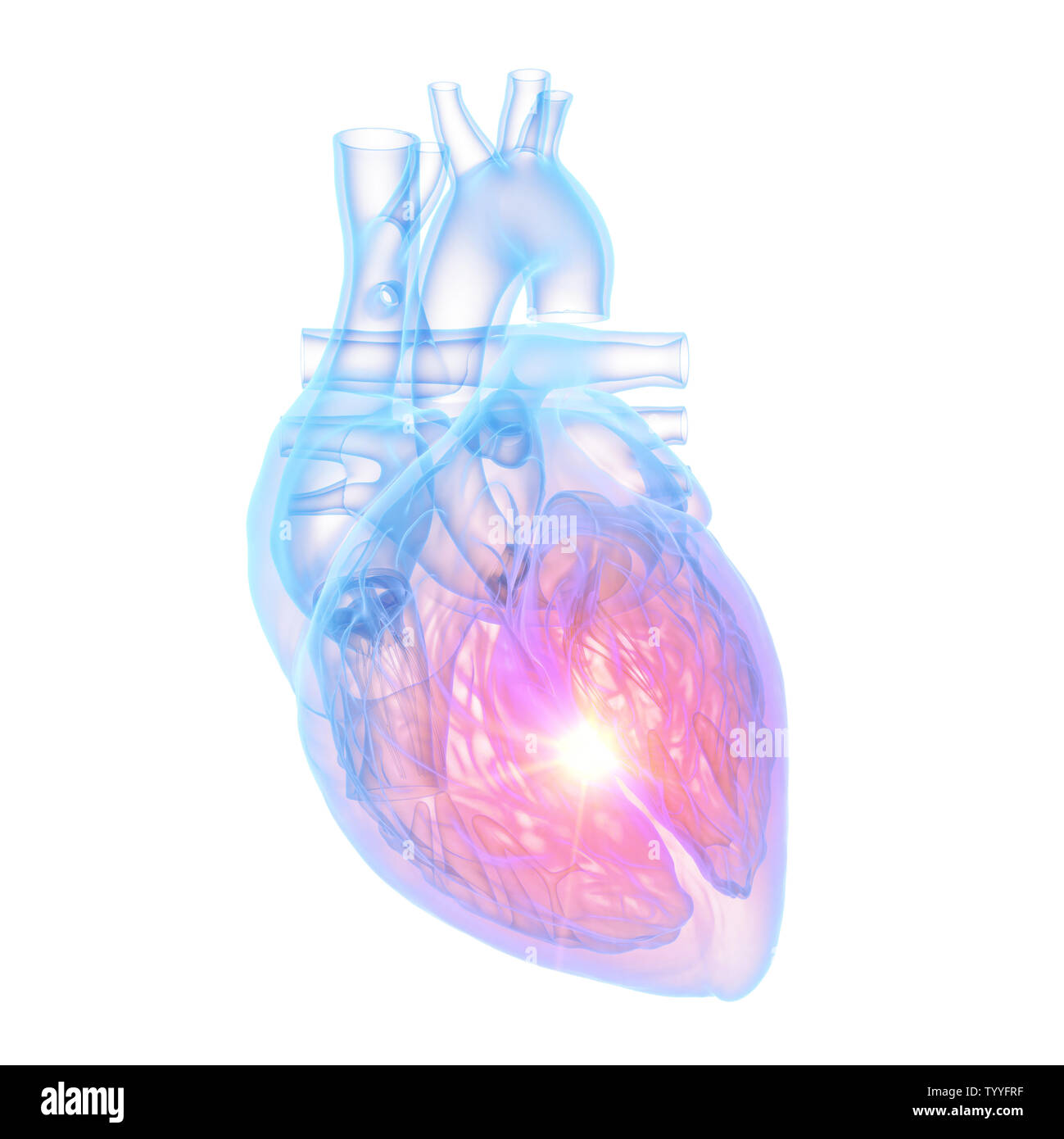 3d rendered medically accurate illustration of a human heart Stock ...