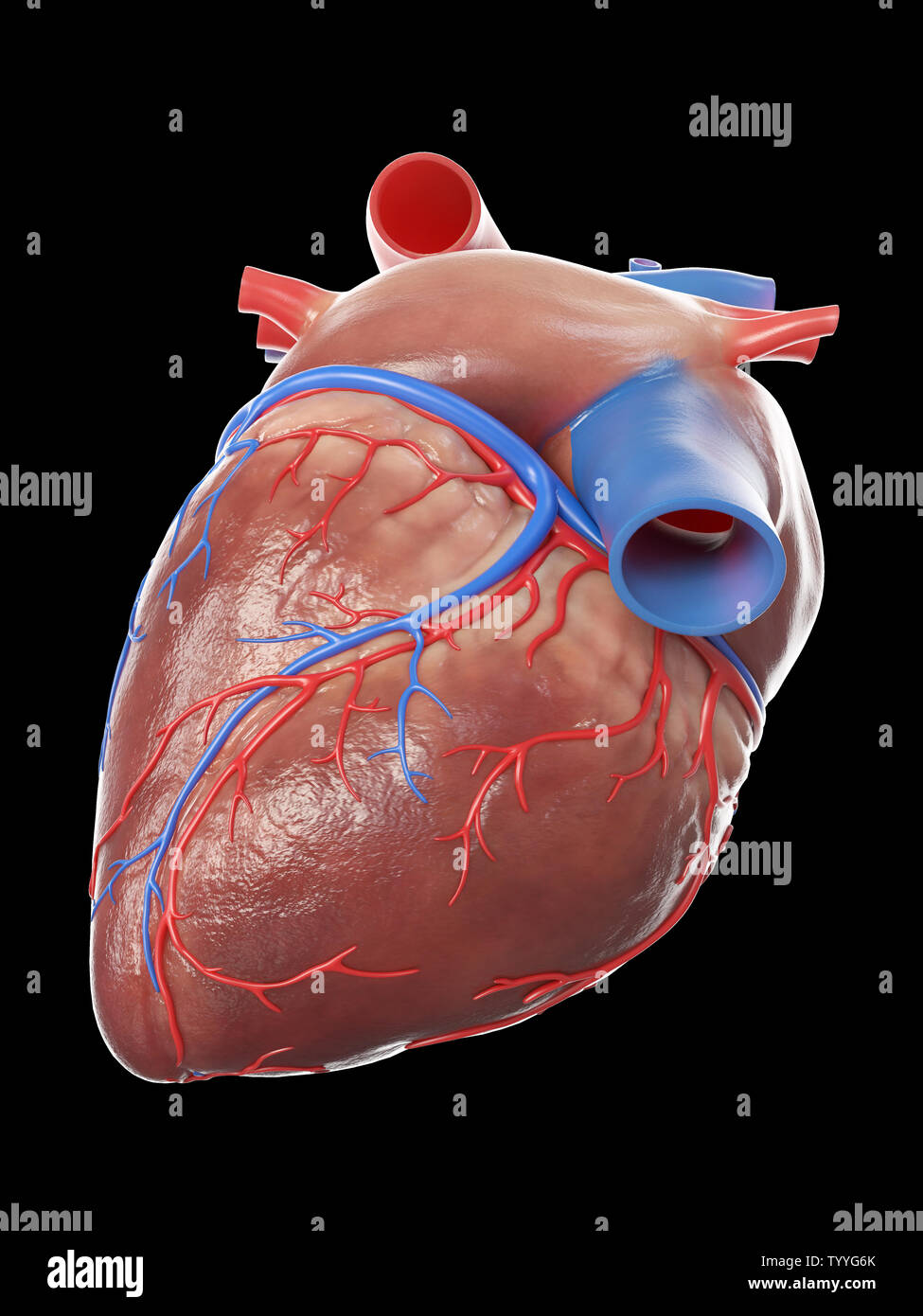 Pericardium hi-res stock photography and images - Alamy
