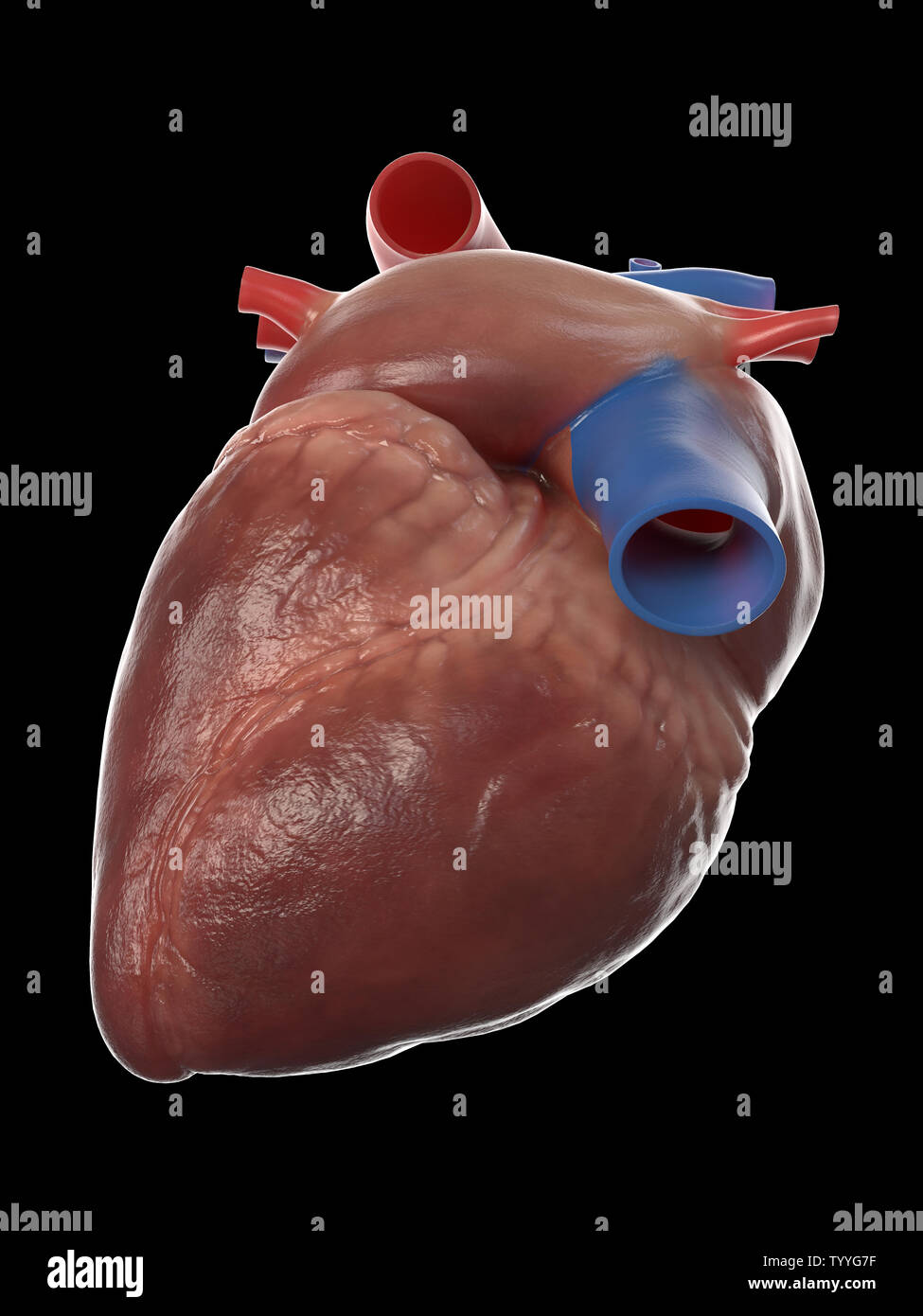 3d rendered medically accurate illustration of the human heart anatomy ...