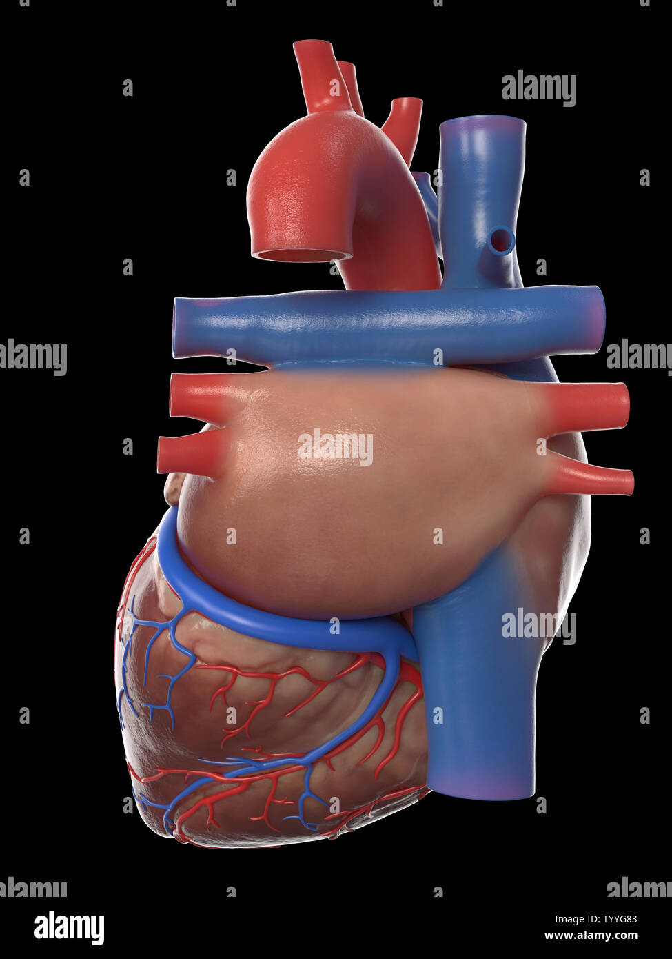 3d rendered medically accurate illustration of the human heart anatomy ...
