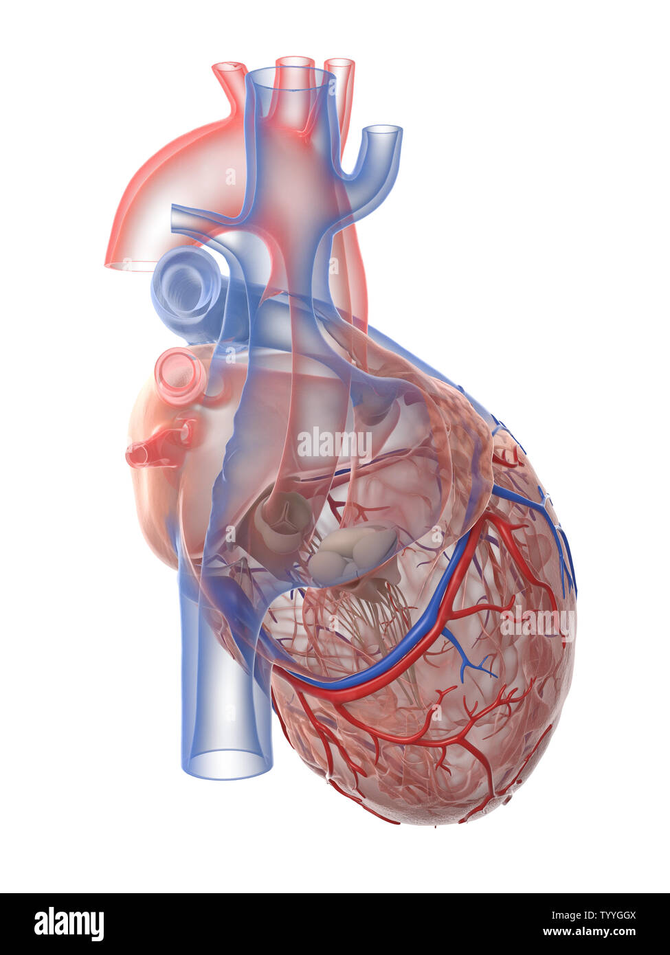 3d rendered medically accurate illustration of the human heart anatomy ...