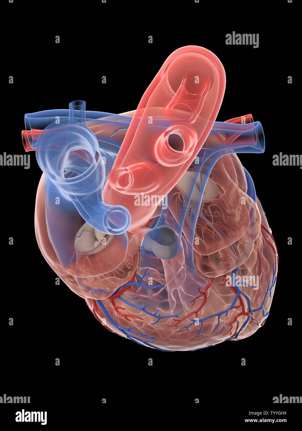 3d rendered medically accurate illustration of the human heart anatomy ...