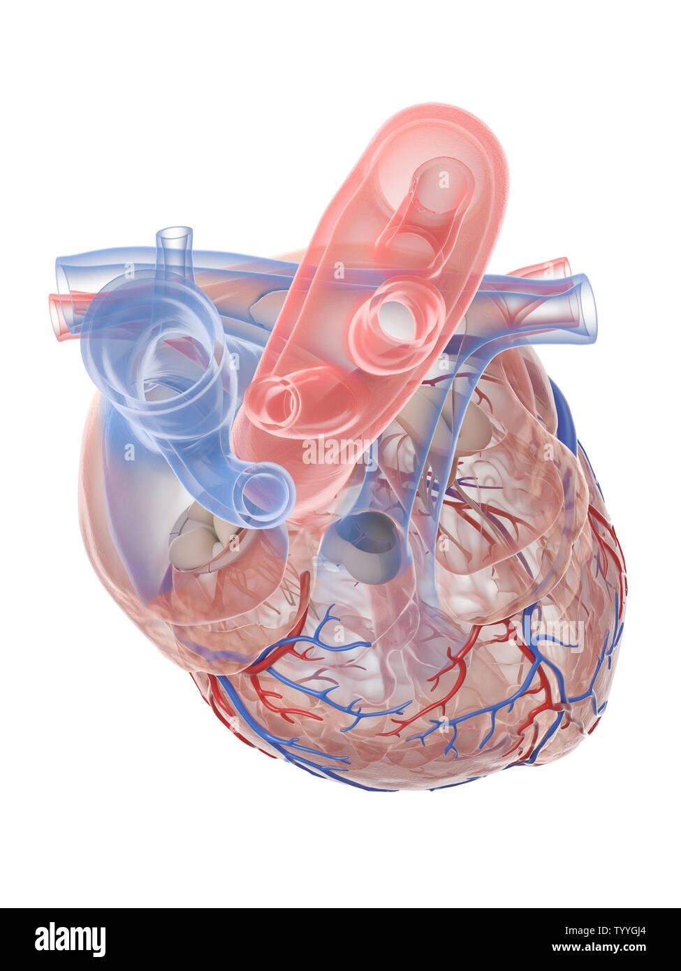3d rendered medically accurate illustration of the human heart anatomy ...