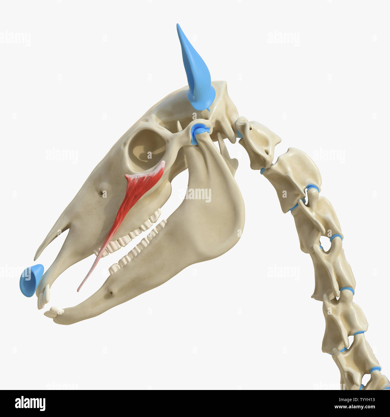 3d rendered medically accurate illustration of the equine muscle ...