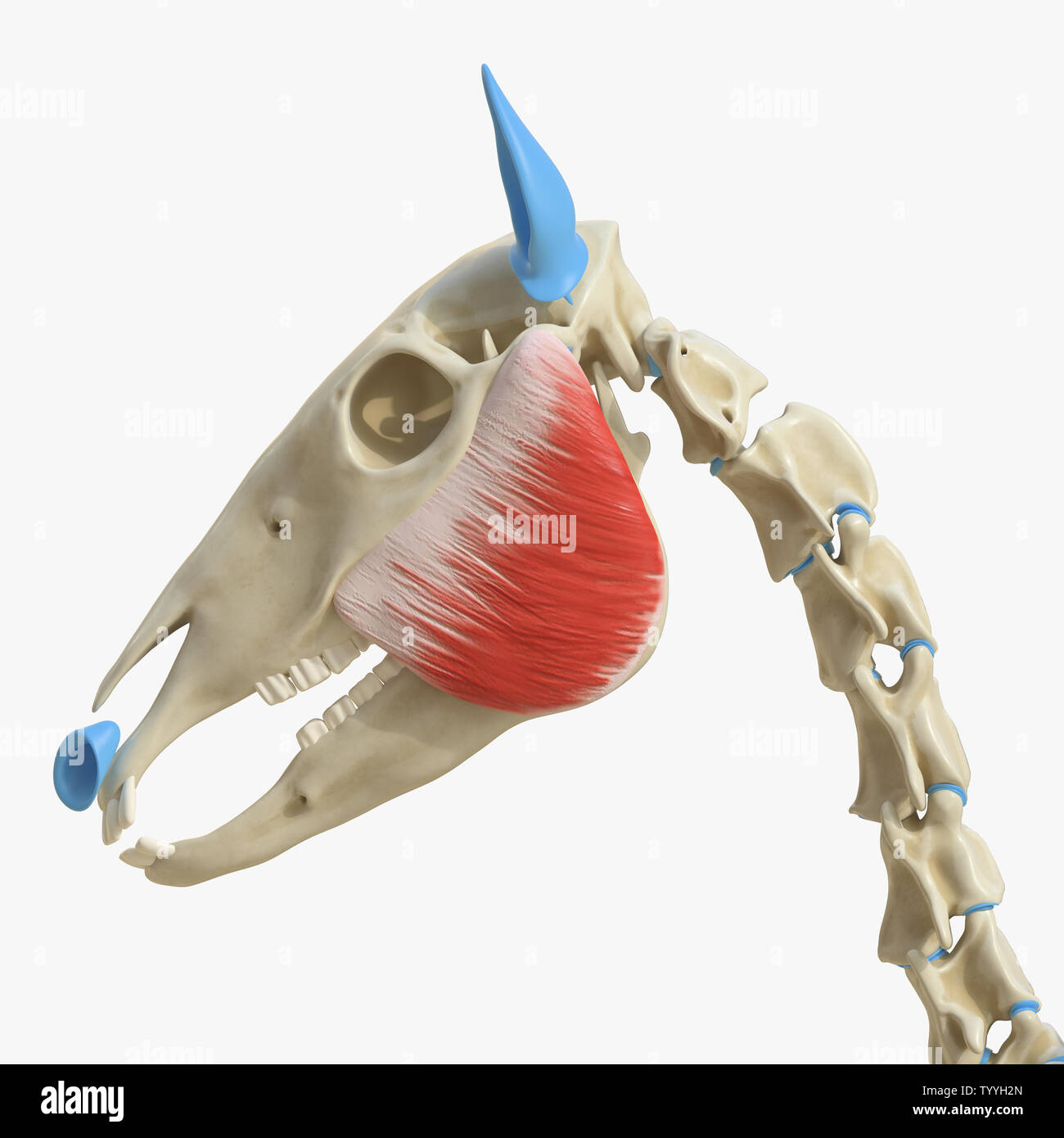 3d rendered medically accurate illustration of the equine muscle ...