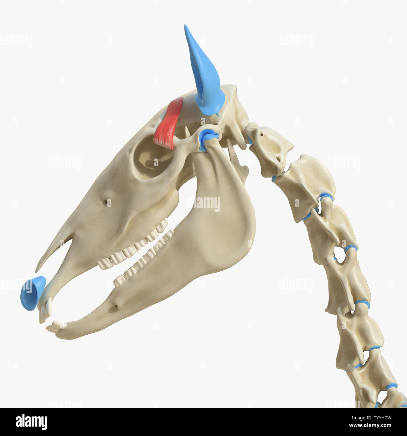 3d rendered medically accurate illustration of the equine muscle ...