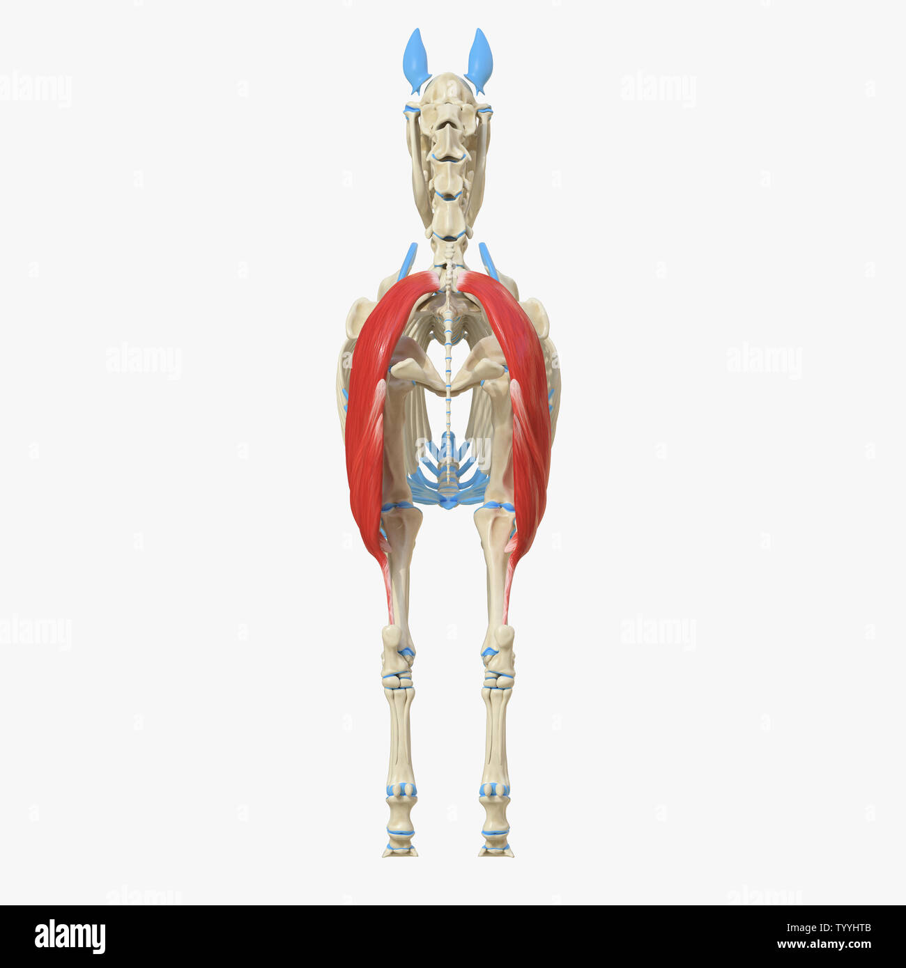 3d rendered medically accurate illustration of the equine muscle ...