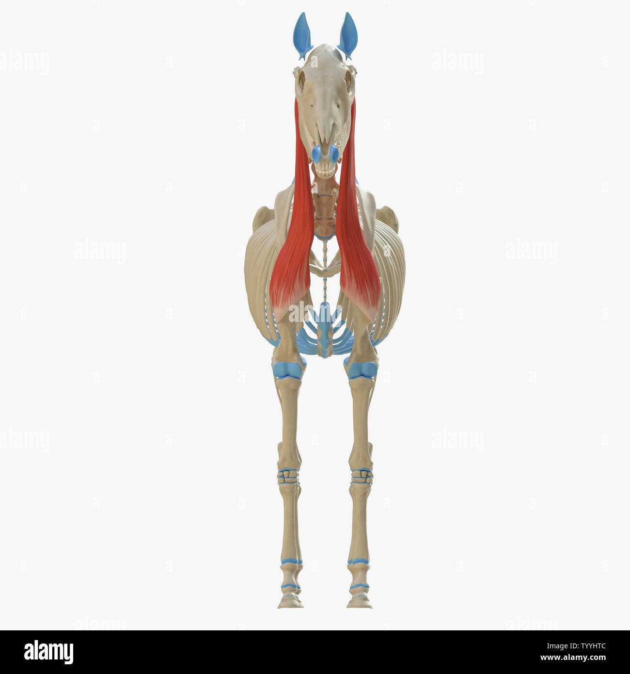 3d rendered medically accurate illustration of the equine muscle ...