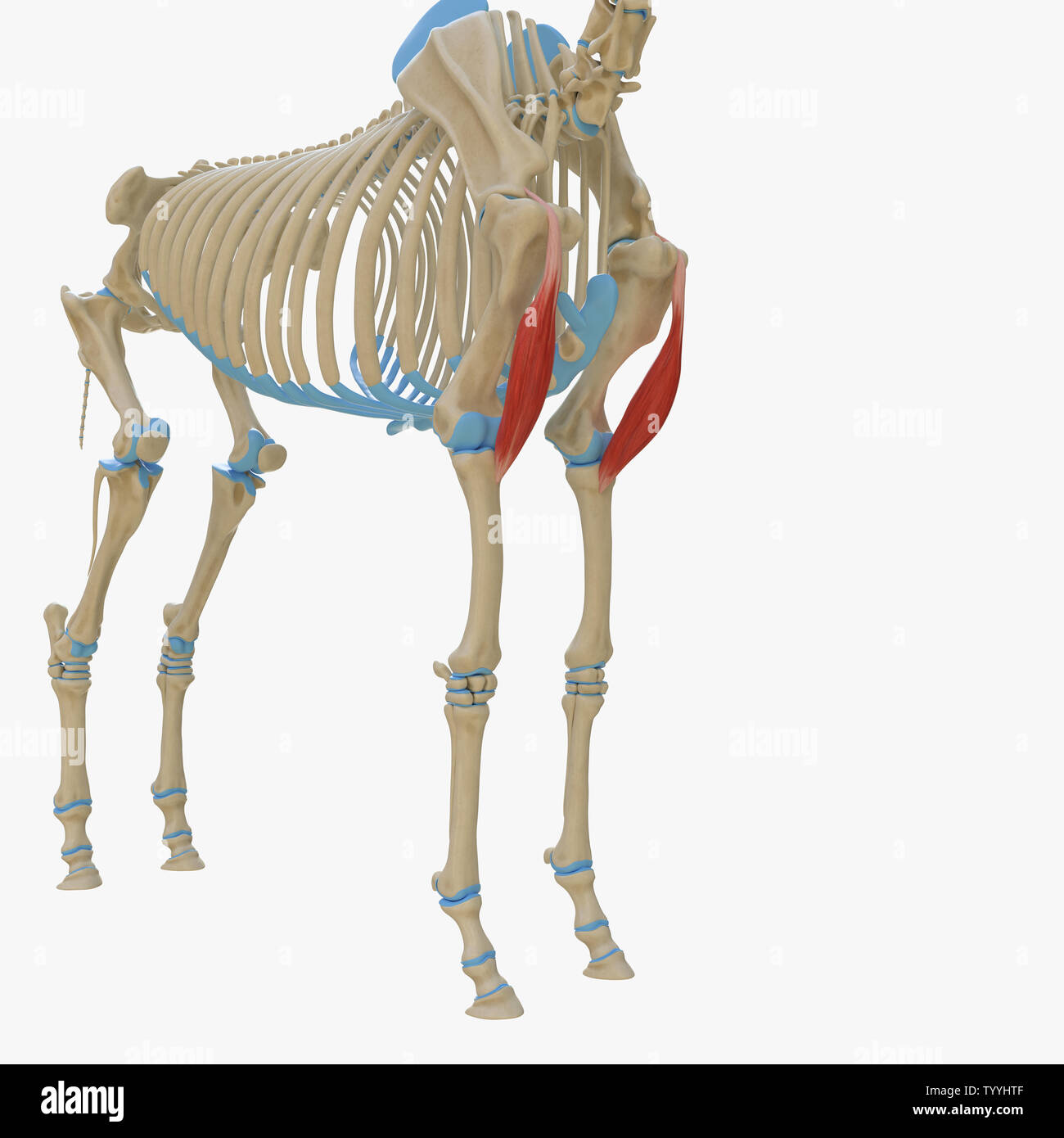 3d rendered medically accurate illustration of the equine muscle ...