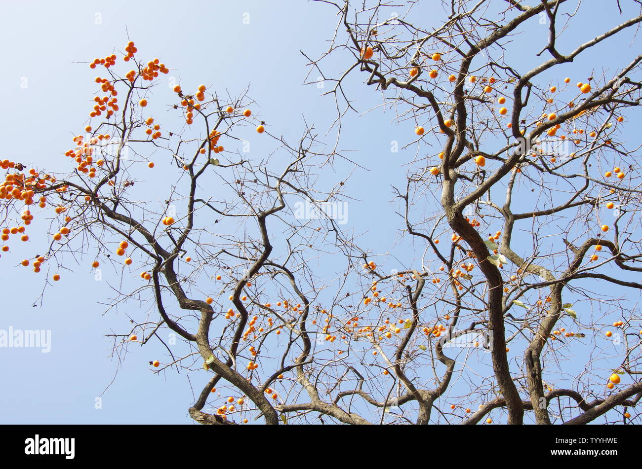 Persimmon on a persimmon tree Stock Photo - Alamy
