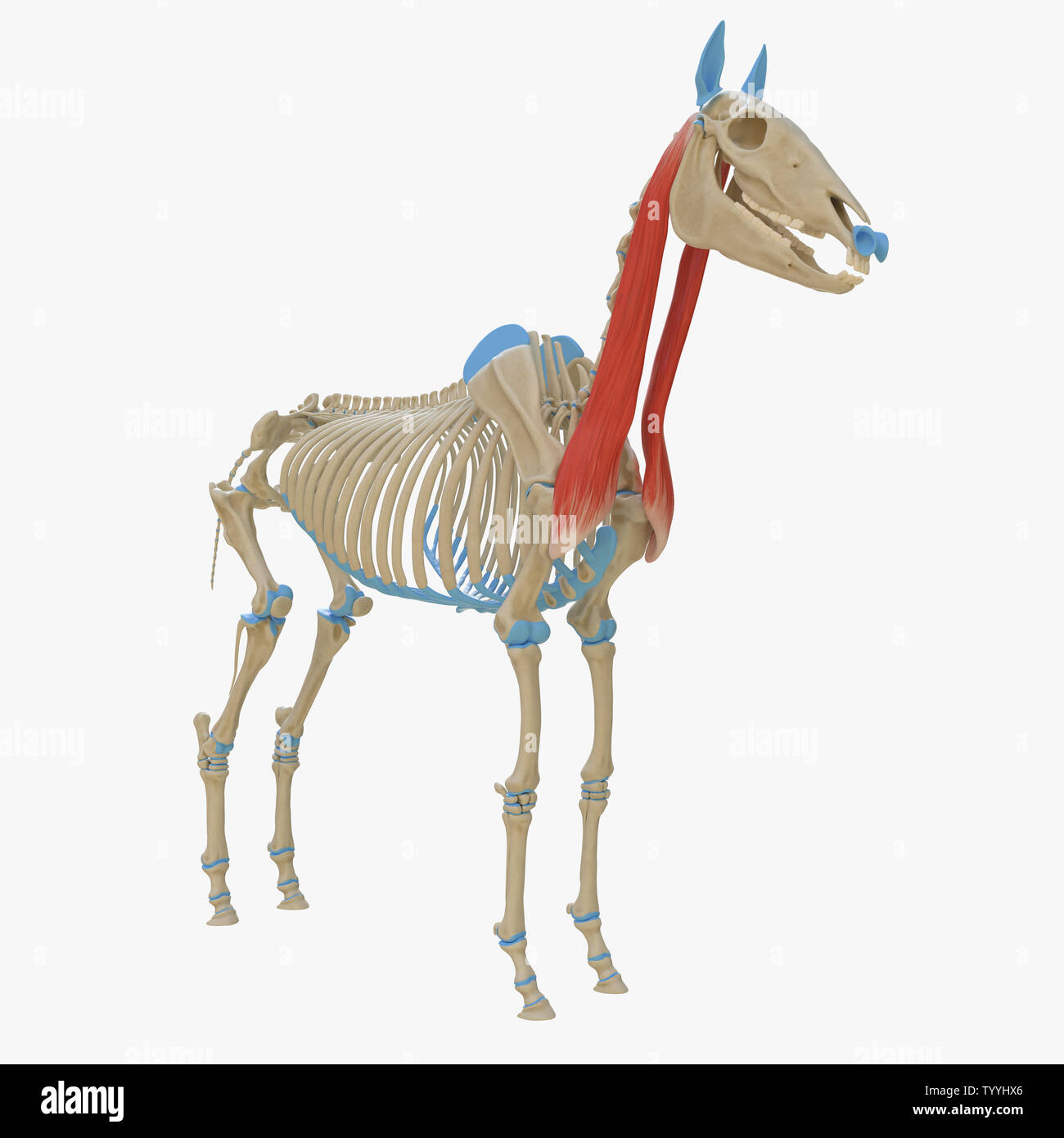 3d rendered medically accurate illustration of the equine muscle ...