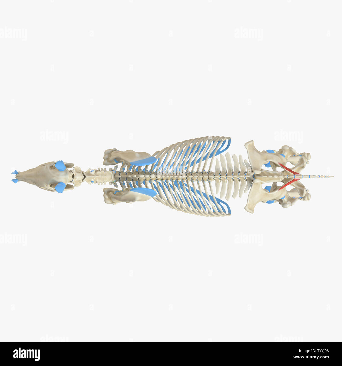 Coccygeus muscle hi-res stock photography and images - Alamy