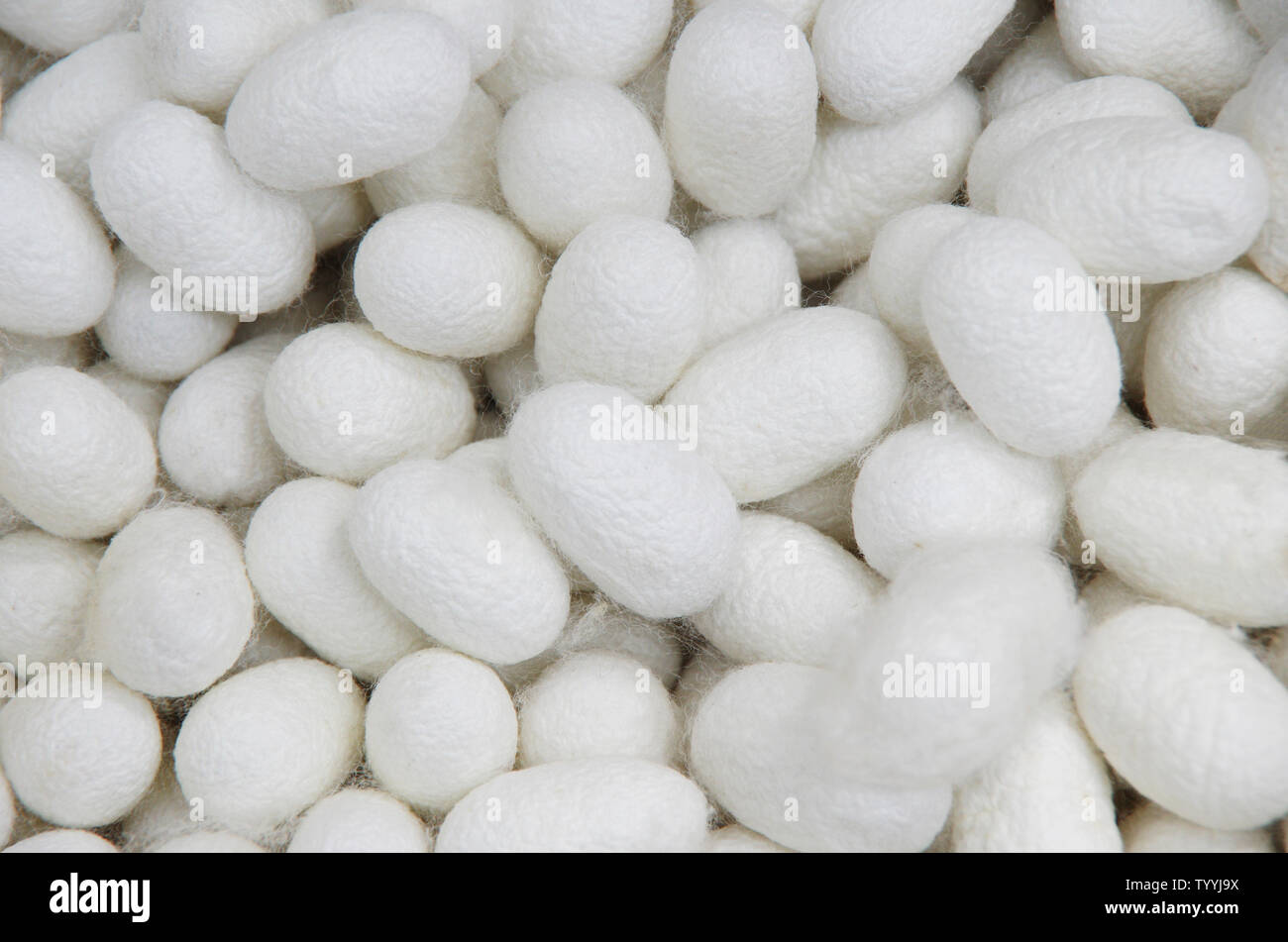 Silk, silkworm pupa Stock Photo - Alamy