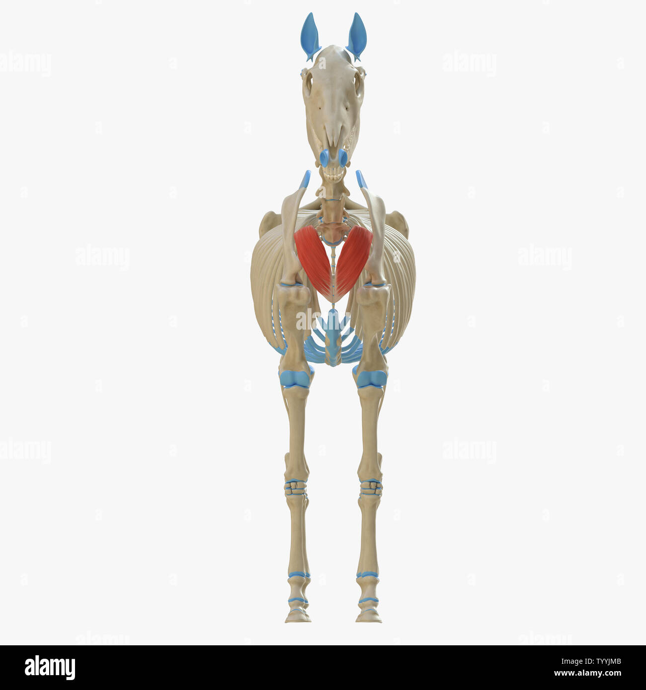 3d rendered medically accurate illustration of the equine muscle ...