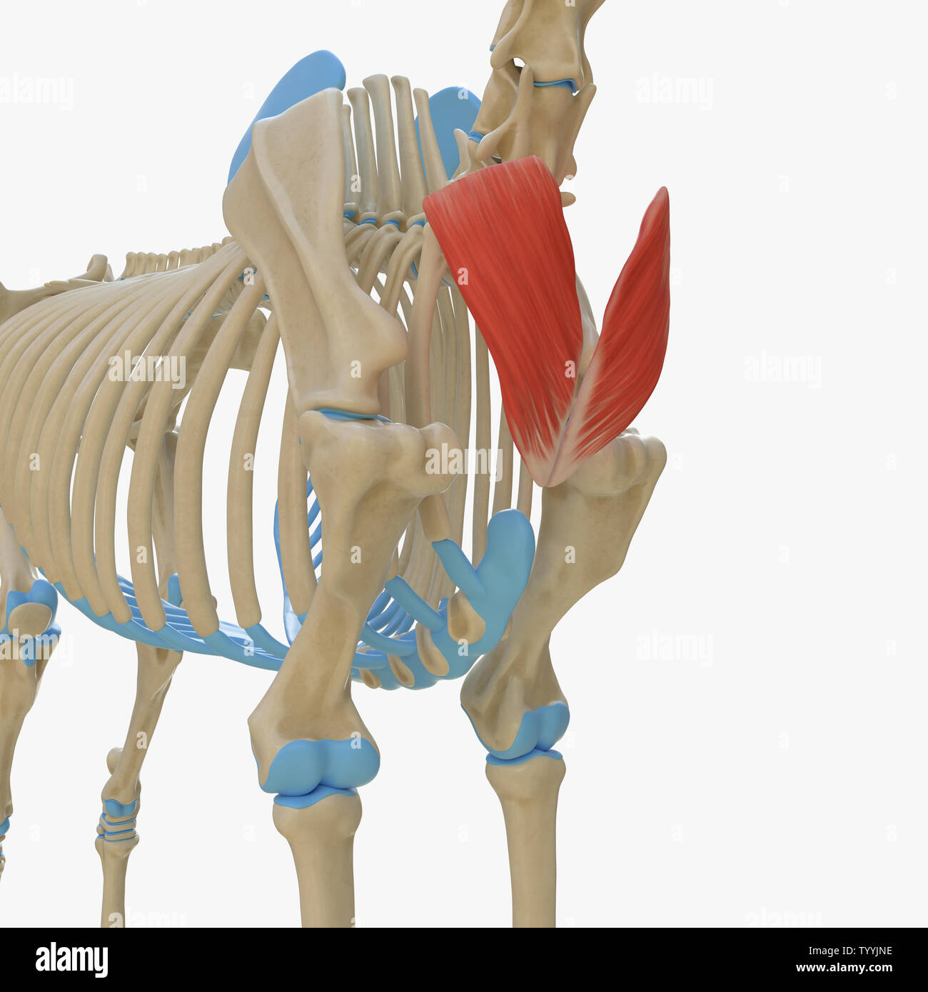 3d rendered medically accurate illustration of the equine muscle ...