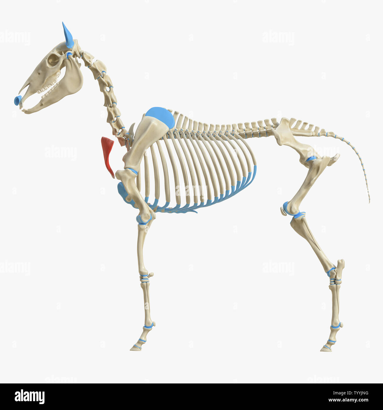3d rendered medically accurate illustration of the equine muscle ...