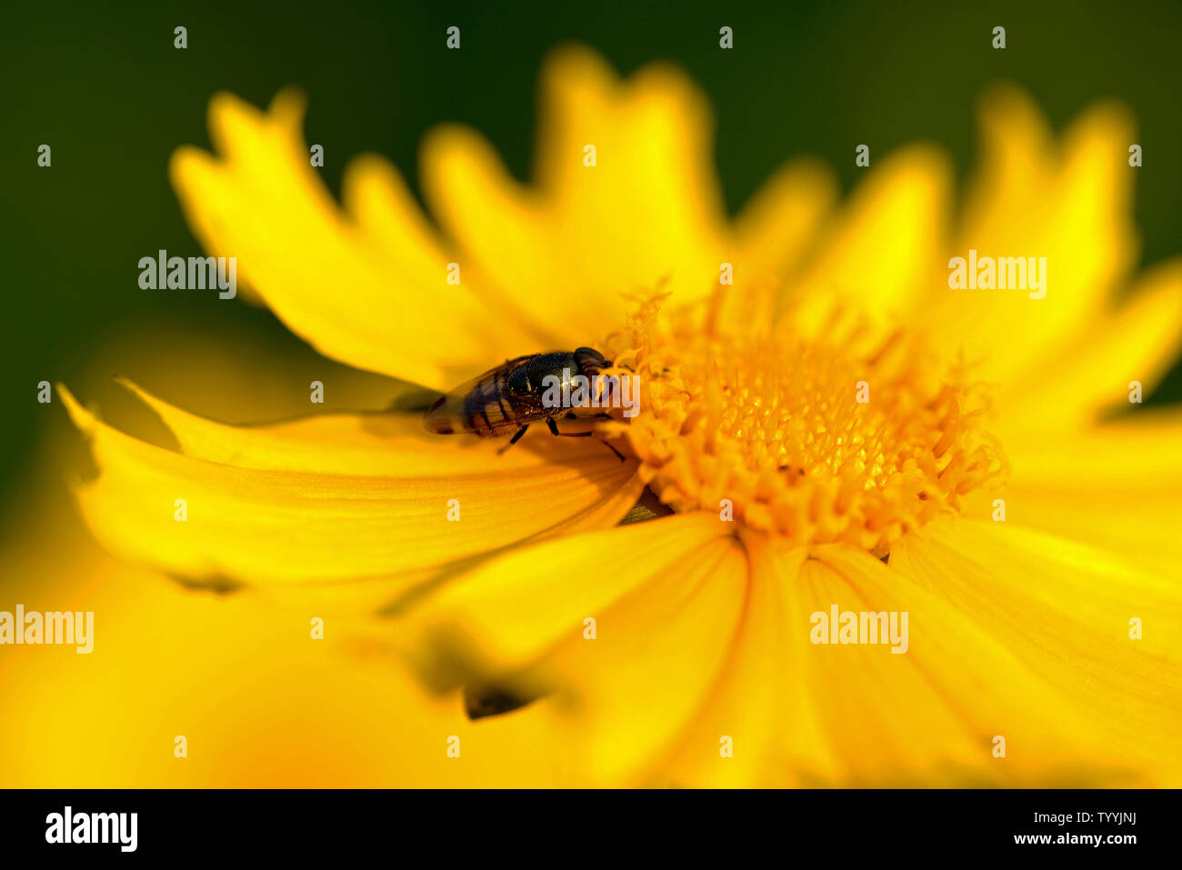 Chrysanthemums and bees Stock Photo - Alamy