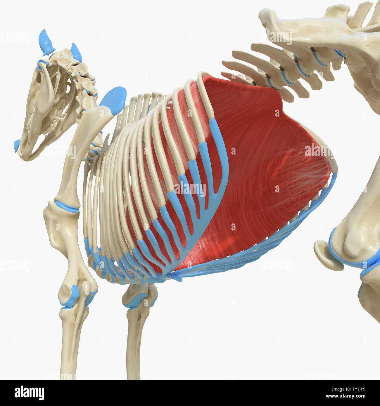 3d rendered medically accurate illustration of the equine muscle ...