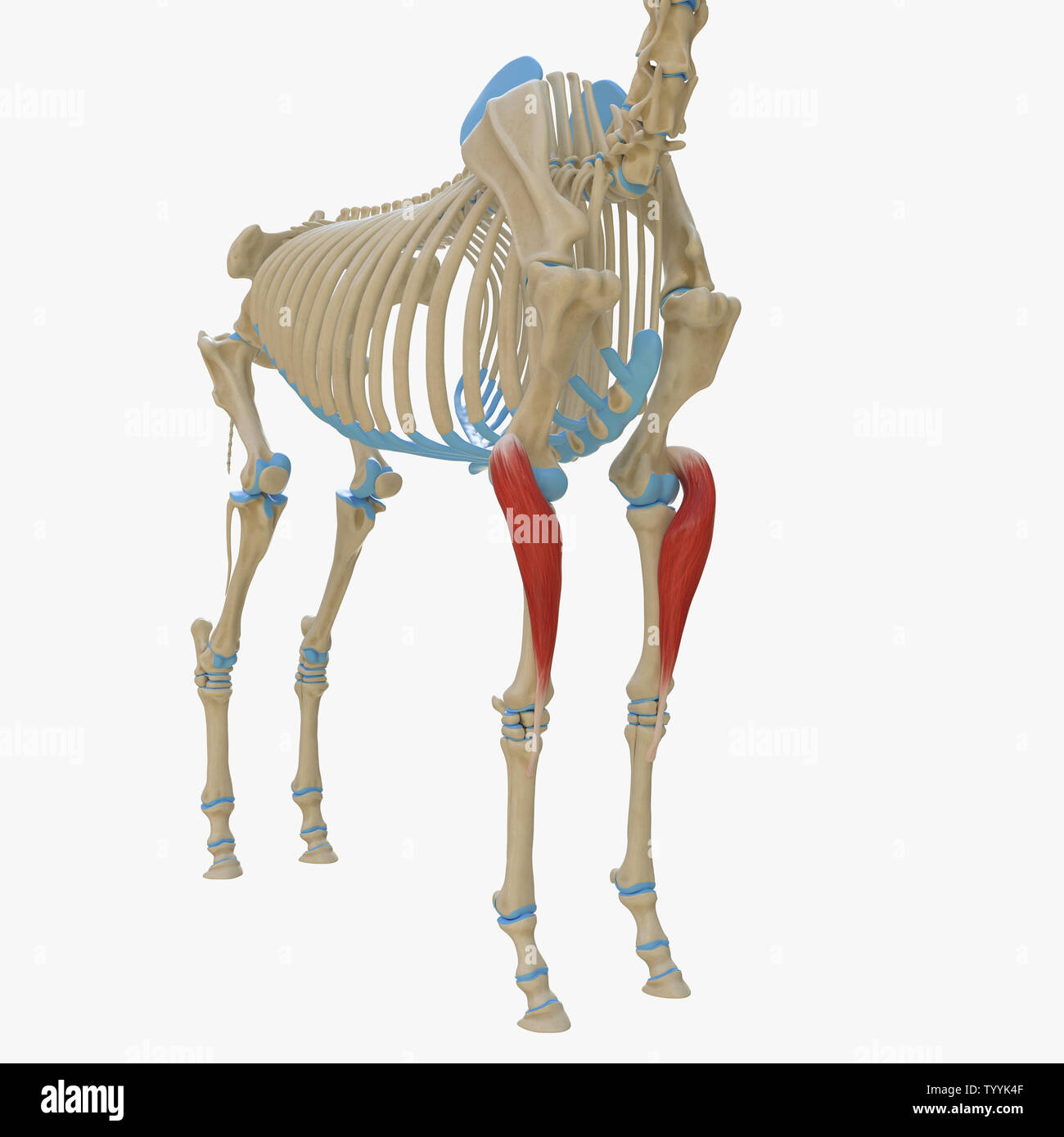 3d rendered medically accurate illustration of the equine muscle ...