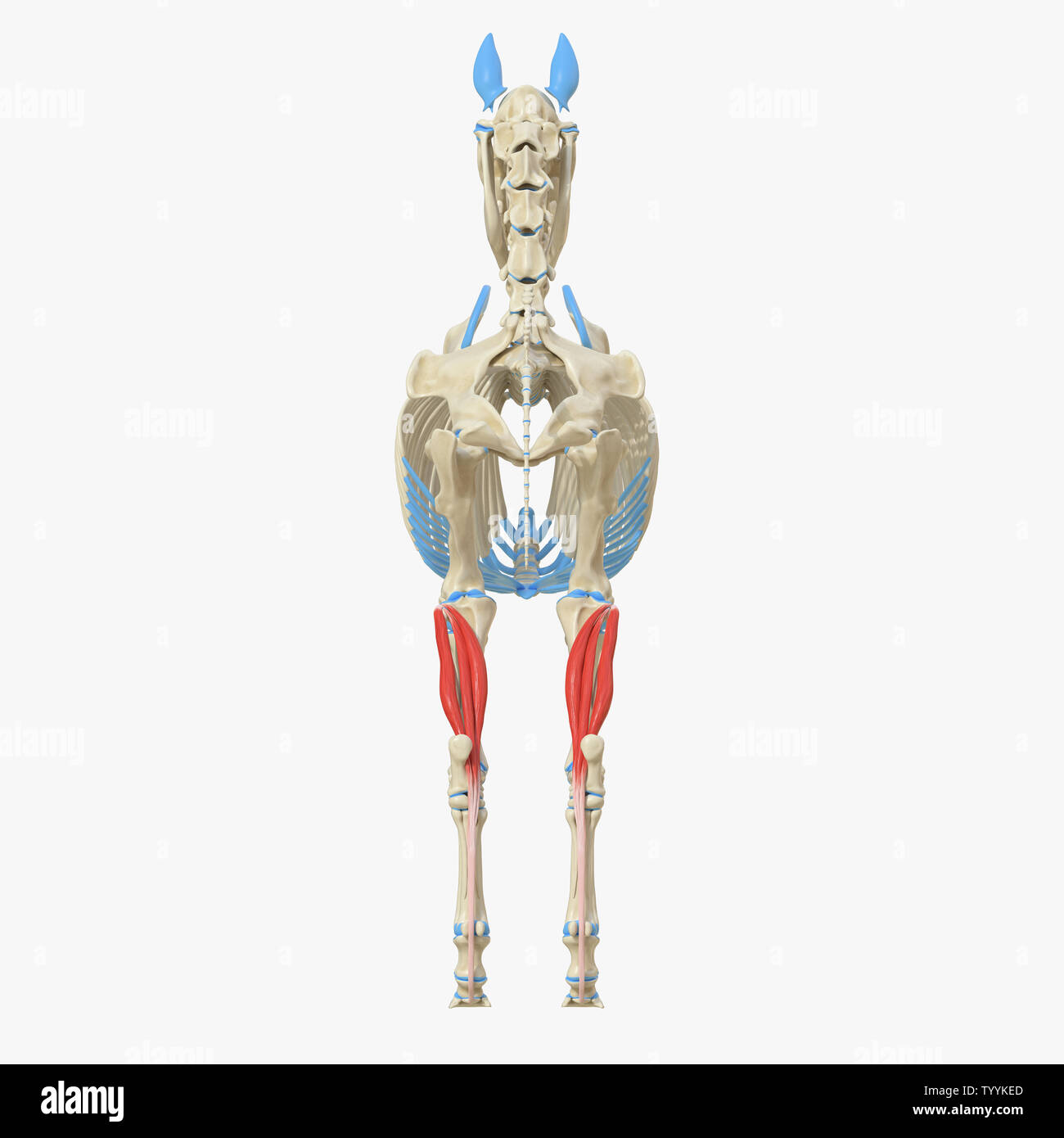 3d rendered medically accurate illustration of the equine muscle ...