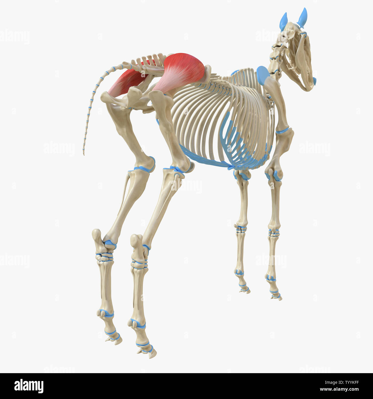 3d rendered medically accurate illustration of the equine muscle ...