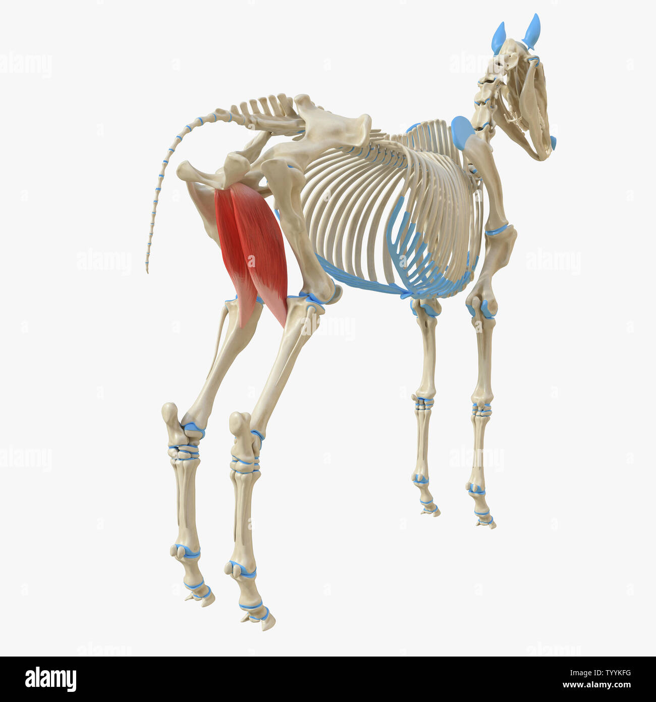 Gracilis Muscle High Resolution Stock Photography and Images - Alamy