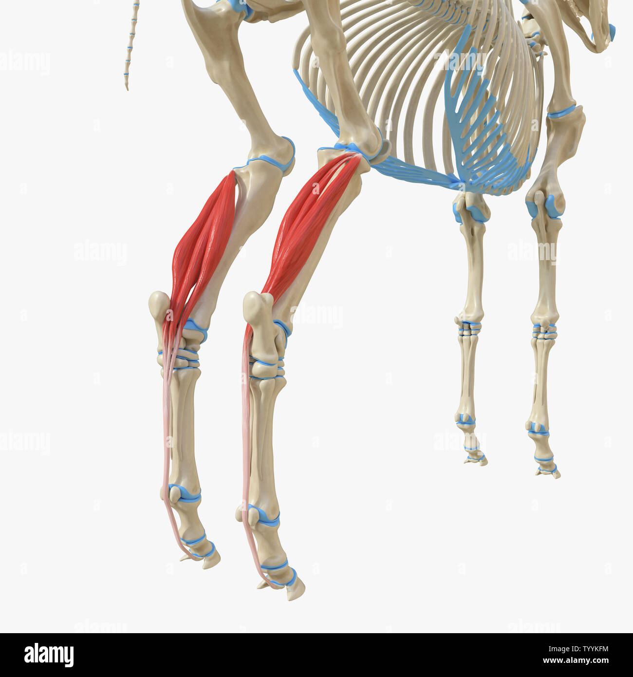 3d rendered medically accurate illustration of the equine muscle ...