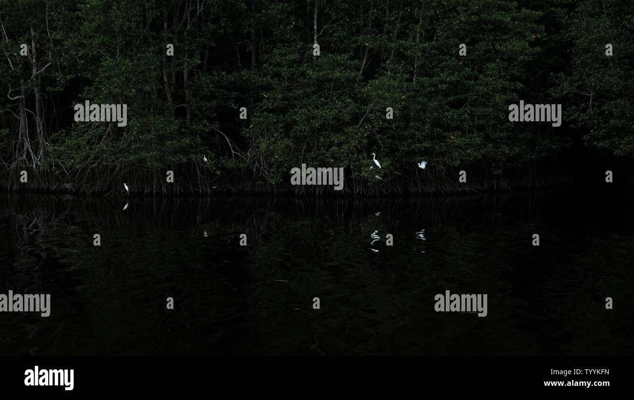 Jungles rainforests trees hi-res stock photography and images - Alamy