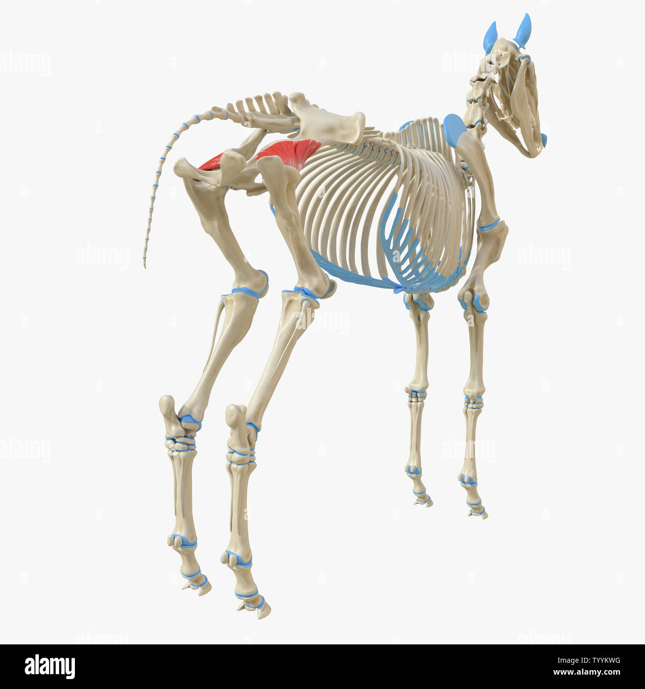 3d rendered medically accurate illustration of the equine muscle ...