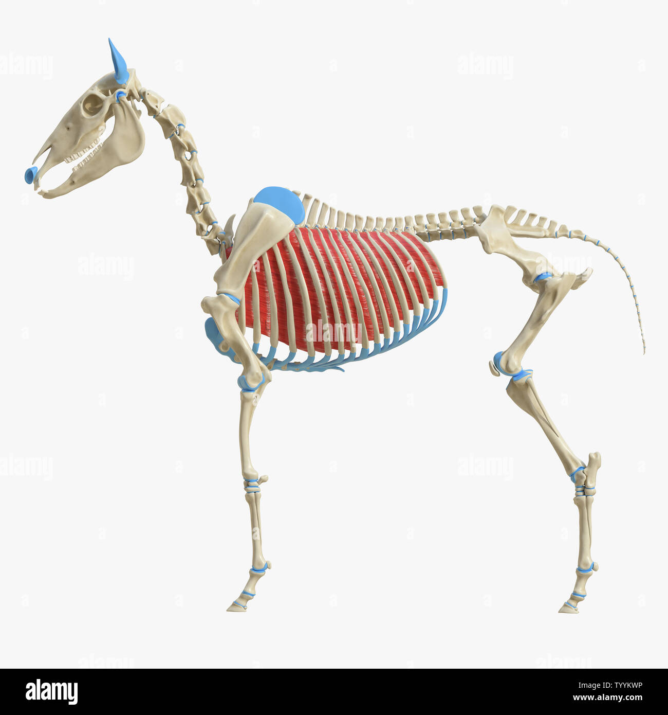 3d rendered medically accurate illustration of the equine muscle ...