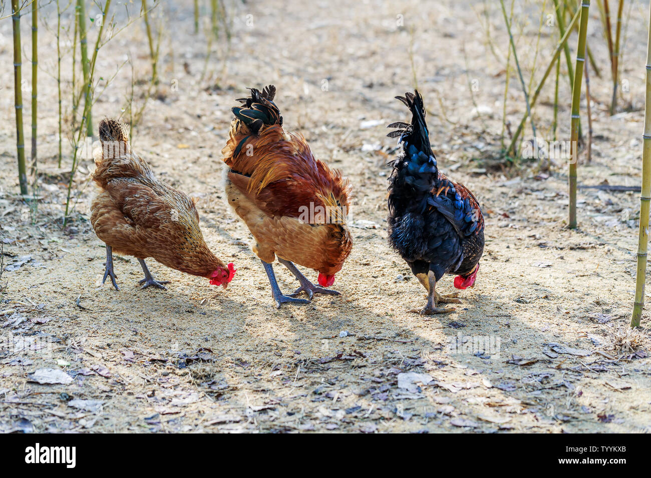 Free-range farm chickens Stock Photo - Alamy