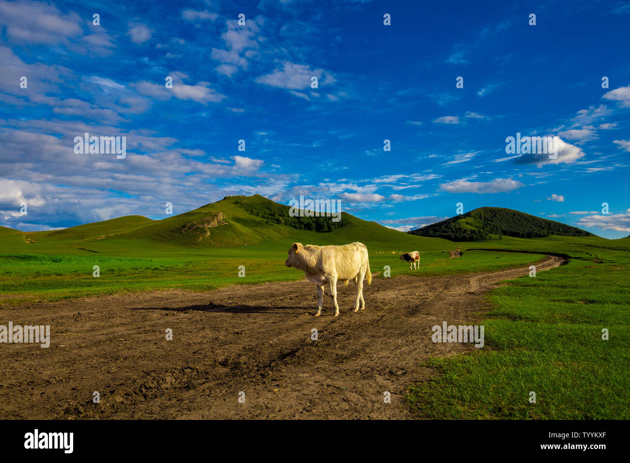 Pastoral pastures hi-res stock photography and images - Alamy