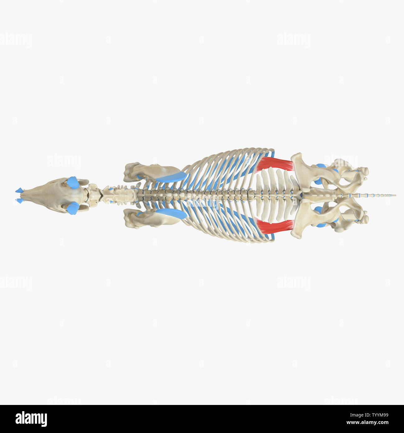 Iliocostalis lumborum hi-res stock photography and images - Alamy