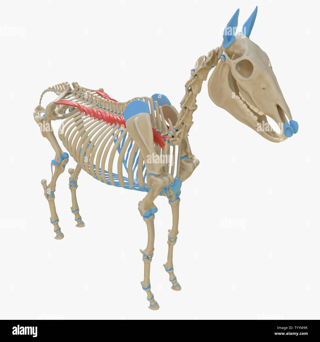 Skeletal superficial muscle hi-res stock photography and images - Alamy
