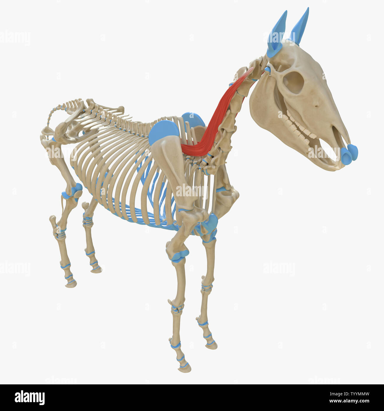 Omohyoideus Muscle Horse Clipart