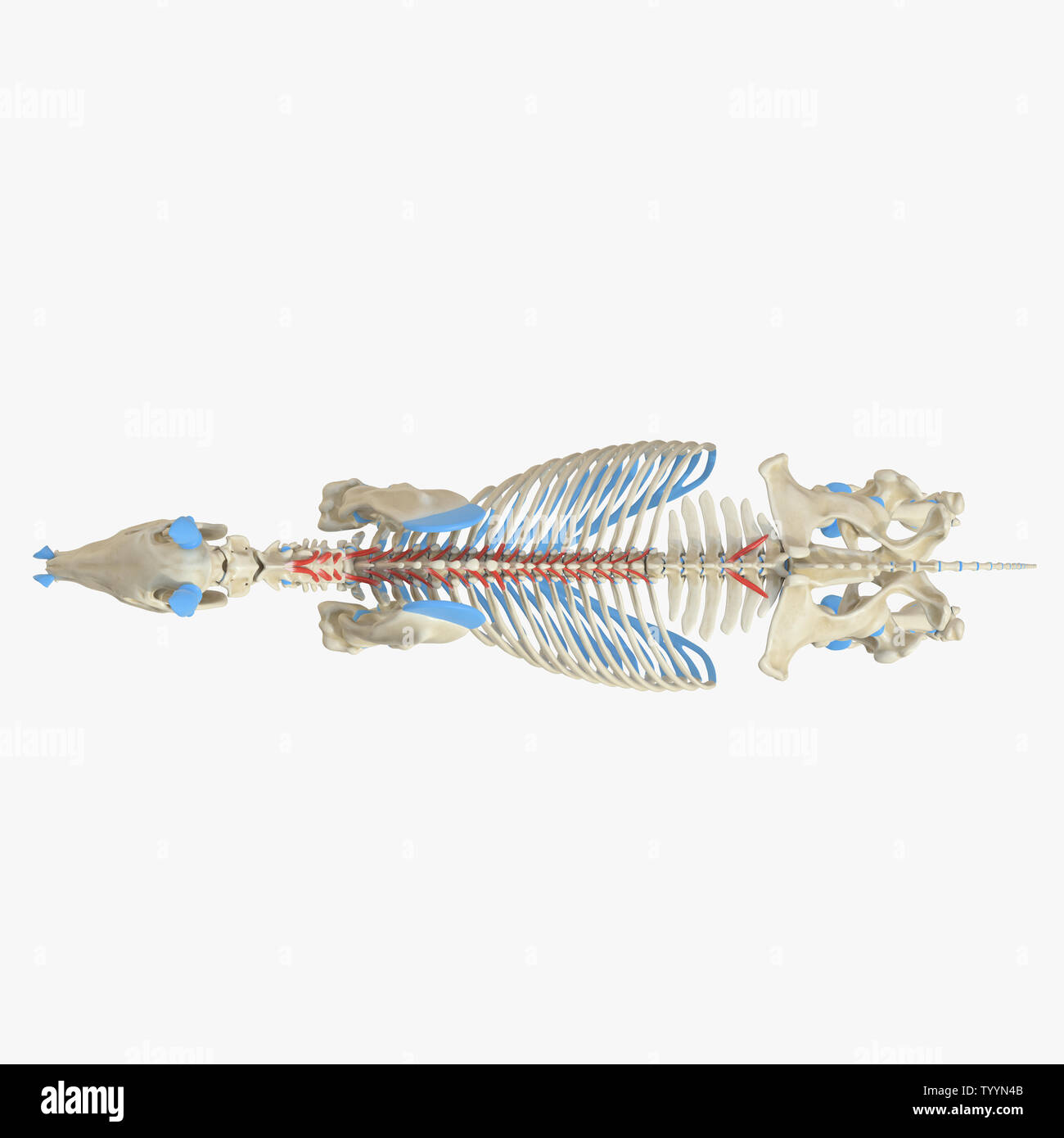 3d rendered medically accurate illustration of the equine muscle ...