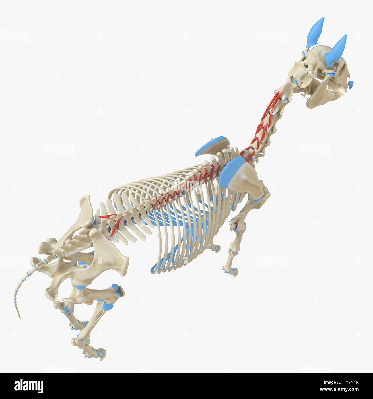 3d rendered medically accurate illustration of the equine muscle ...