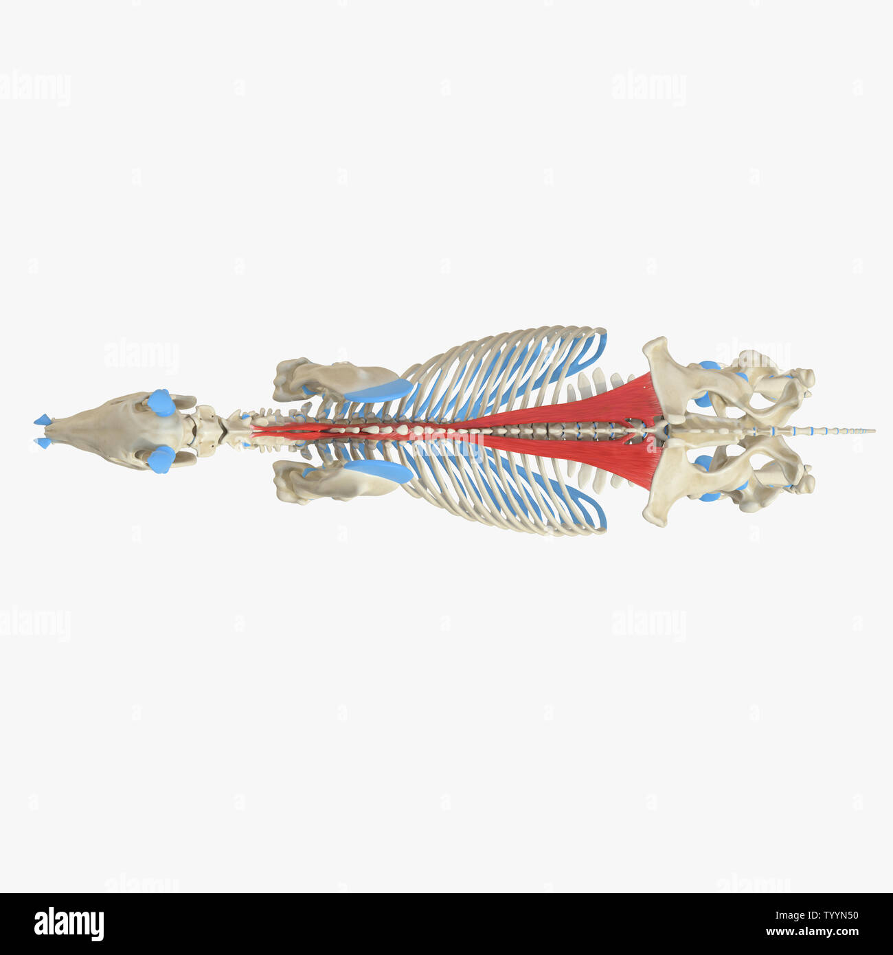 3d rendered medically accurate illustration of the equine muscle ...
