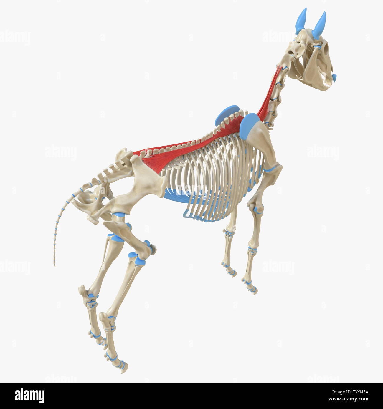 Skeletal superficial muscle hi-res stock photography and images - Alamy