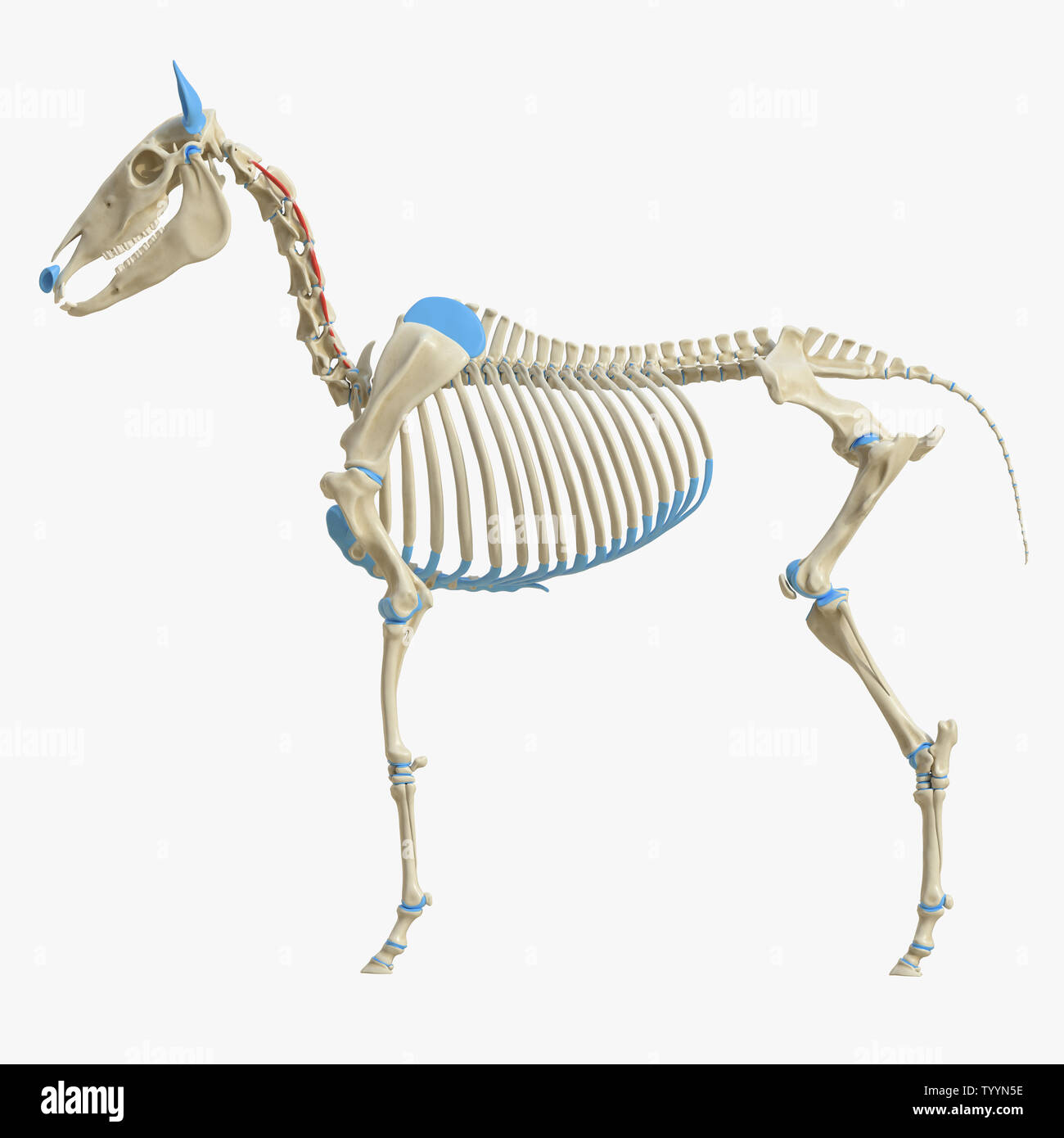 3d rendered medically accurate illustration of the equine muscle ...