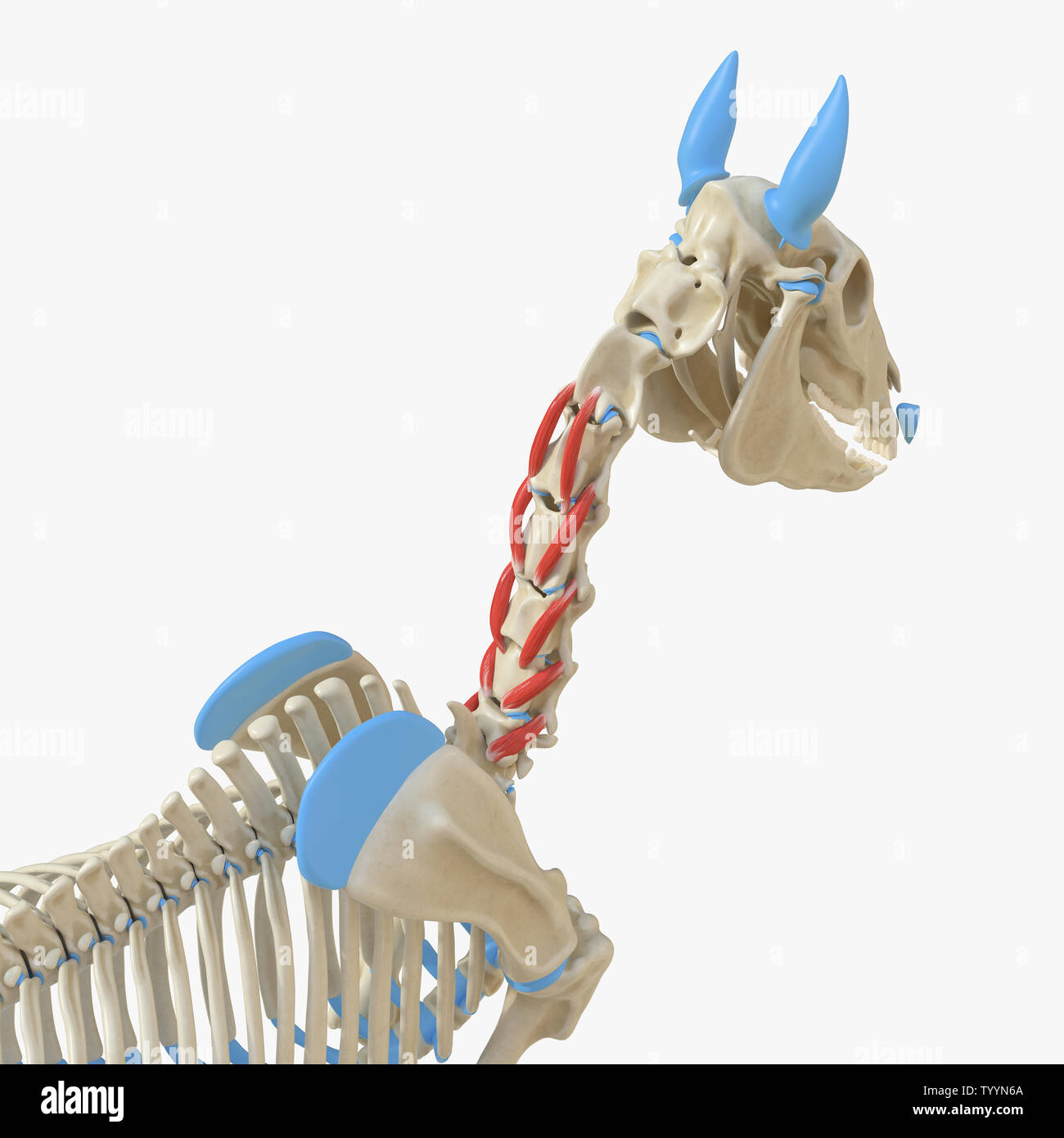 3d rendered medically accurate illustration of the equine muscle ...