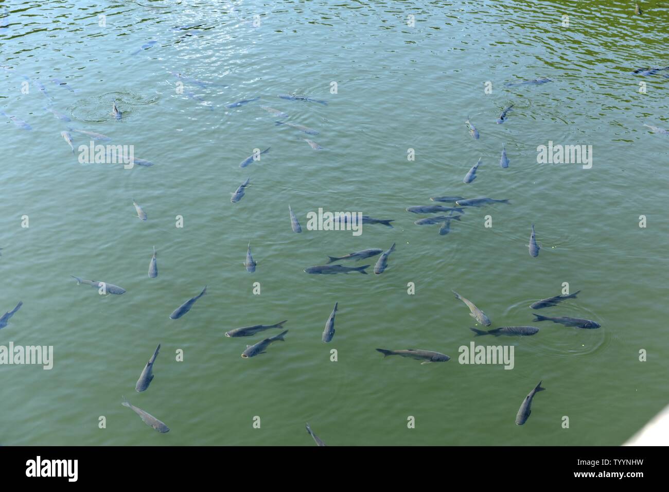 Pond fish pond Stock Photo - Alamy