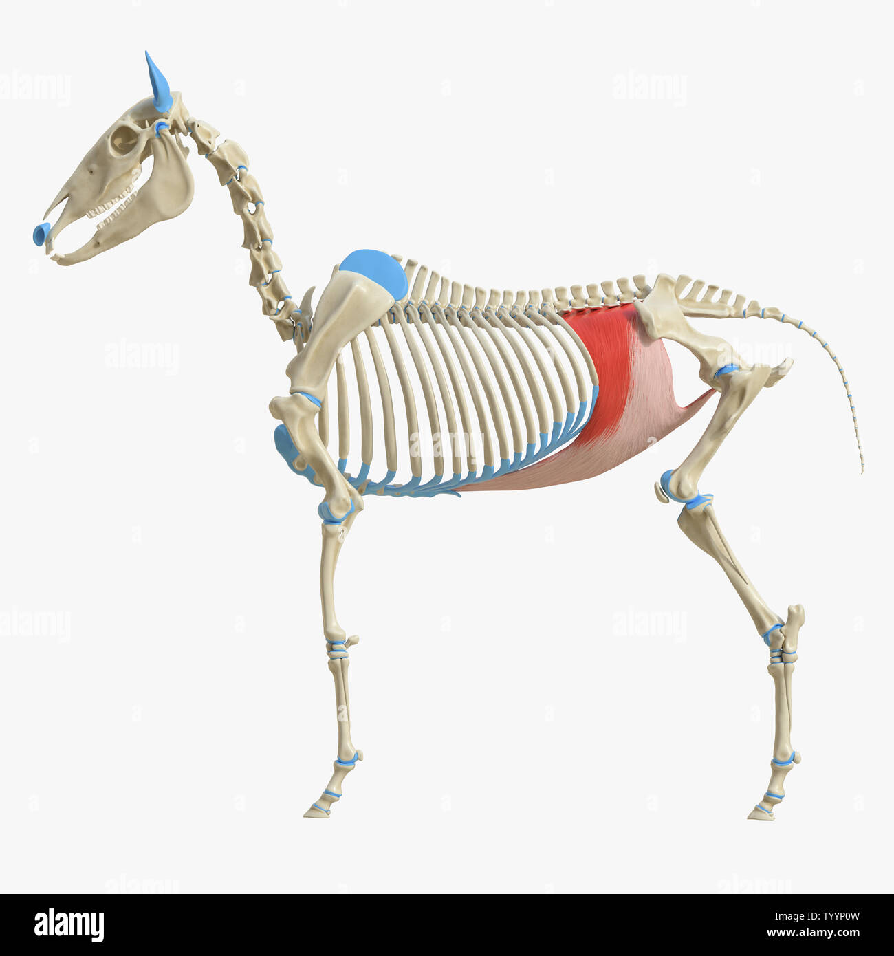 3d rendered medically accurate illustration of the equine muscle ...