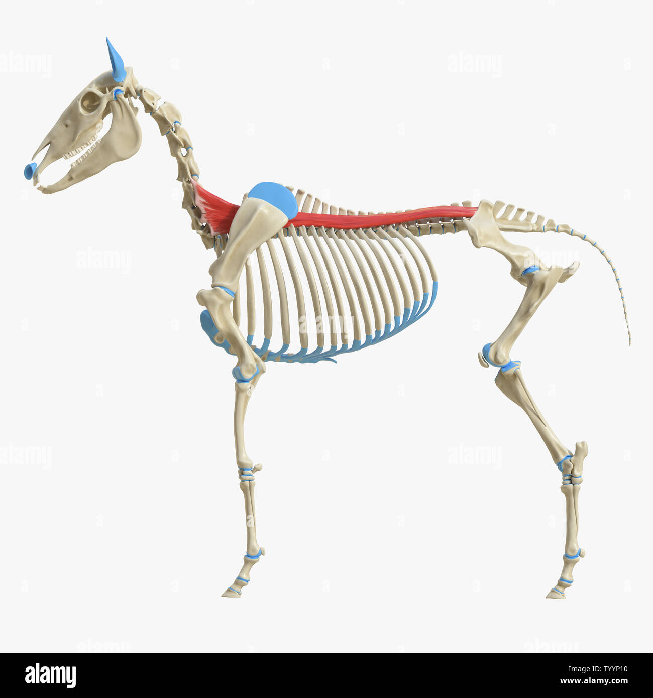 3d rendered medically accurate illustration of the equine muscle ...