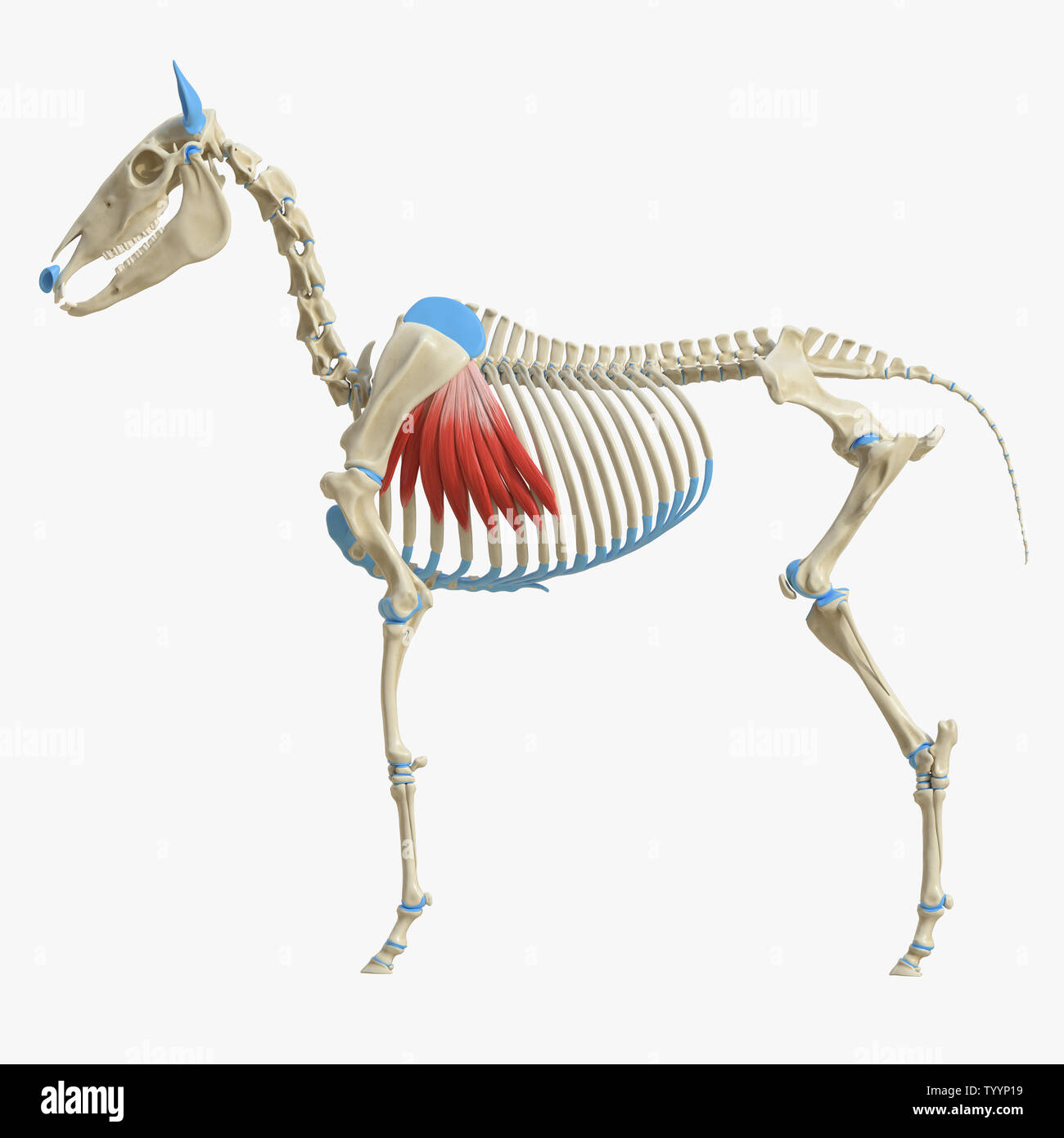 3d rendered medically accurate illustration of the equine muscle ...
