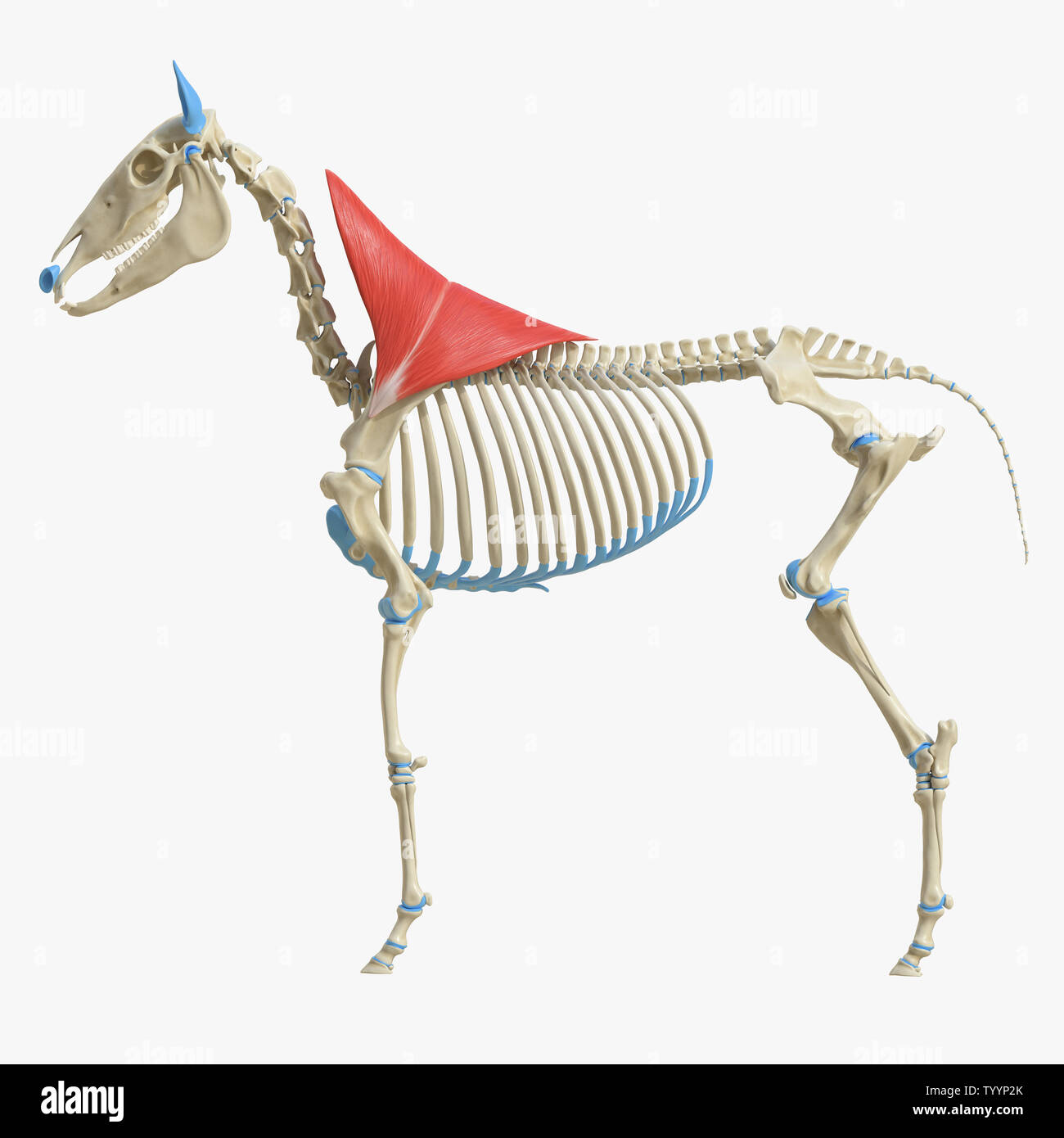 3d rendered medically accurate illustration of the equine muscle ...