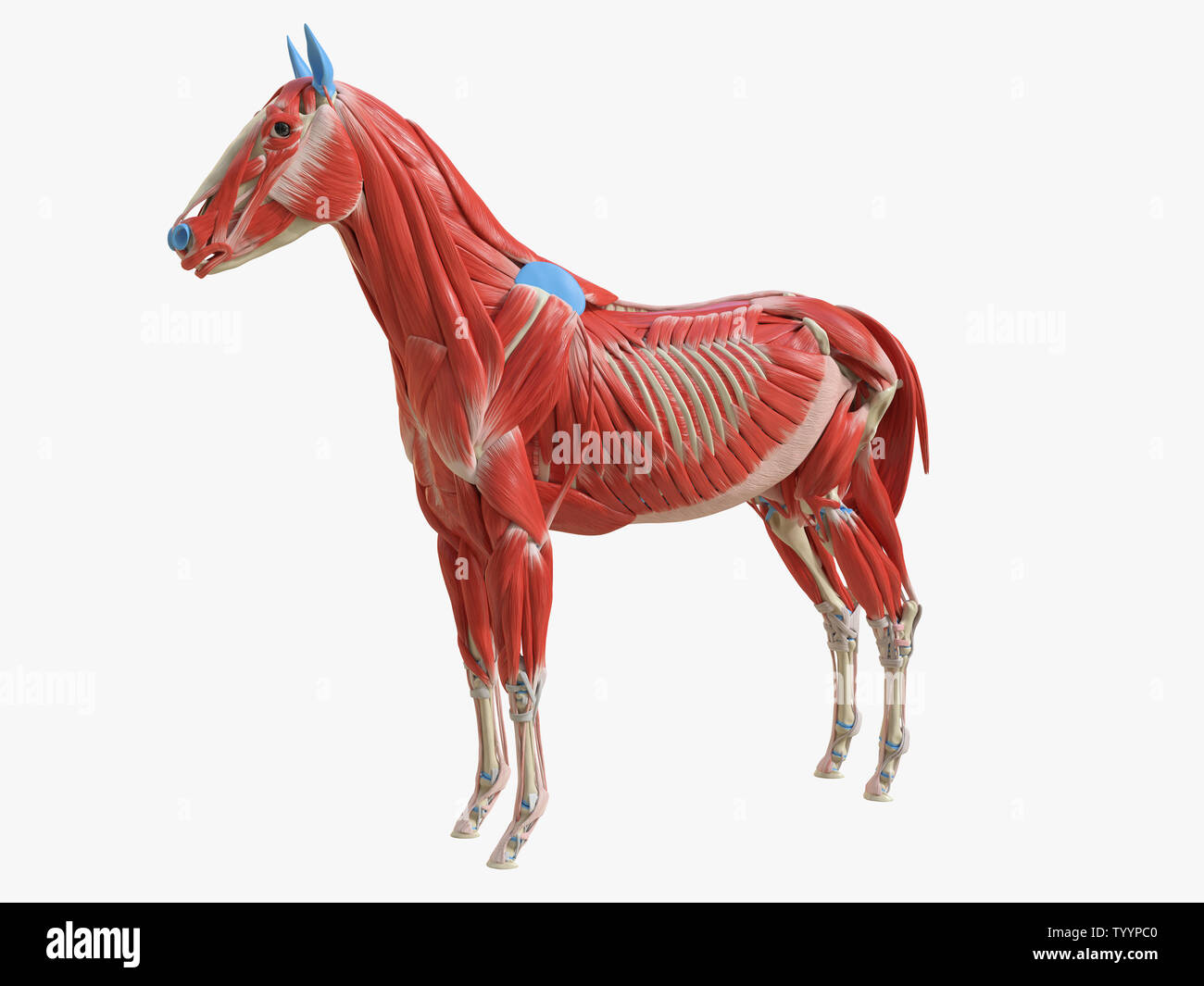 3d rendered medically accurate illustration of the equine muscle ...